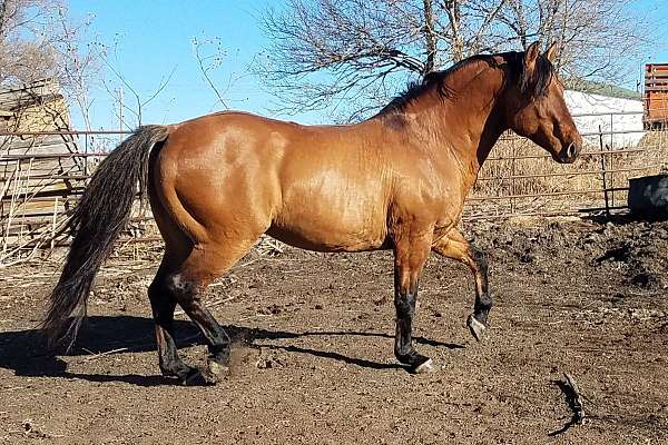 Dun Stallion