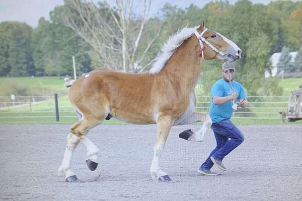 Registered Belgian Stallion
