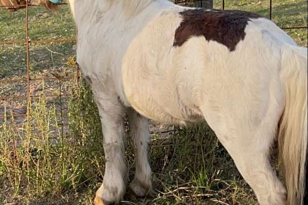 Bay Pinto Miniature Standing at Stud