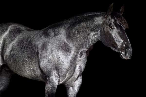 Homozygous Black & Homozygous Roan Blue Roan Stallion