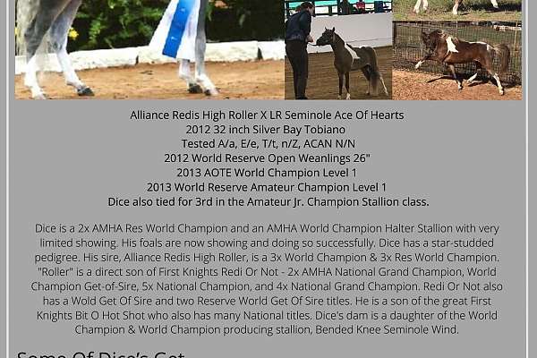 A/R Miniature Stallion Standing in Texas