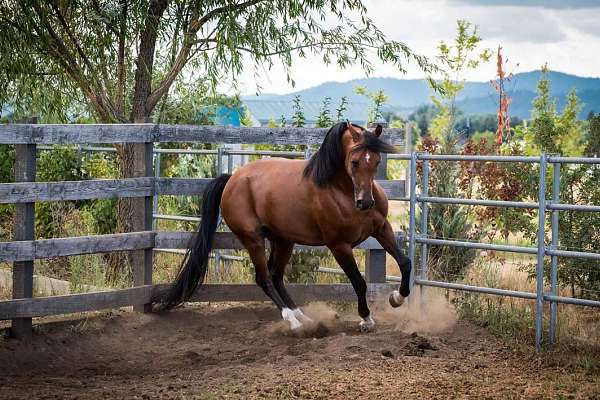 HC Elitist - Gorgeous powerful pleasure/reining/hunter/halter Stallion