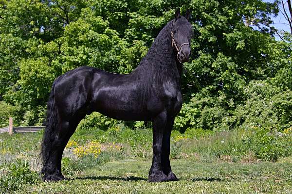 Zachary- Full Friesian Stallion standing at stud