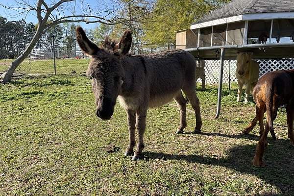 Dillinger the mini Donkey