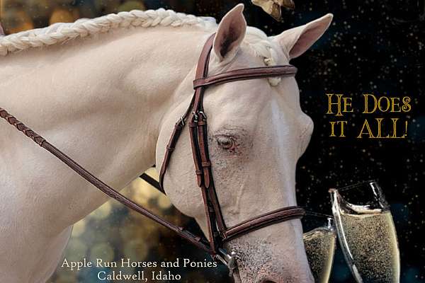 Vanzi Triple Play - AQHA Gold Cream Champagne Dun Stallion