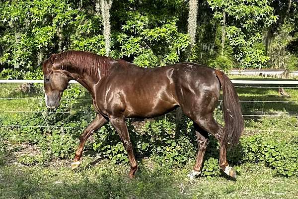 Cards Two Eyed Jack' Stud Service -Line Bred AQHA - Stallion