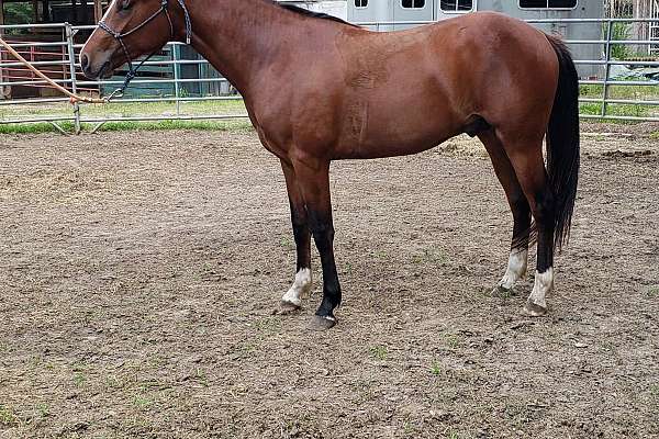 Stallion QH Bay--Dreamer--For Sale