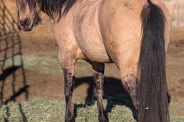 Docs Peppy Concord Dunskin stallion