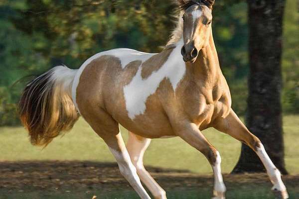 All that Jazz - Jazz - Stud Only