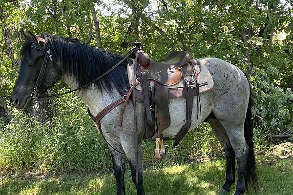 Steel Cowboy Blue Roan stallion