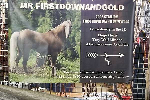 Driftwood speed and brain's