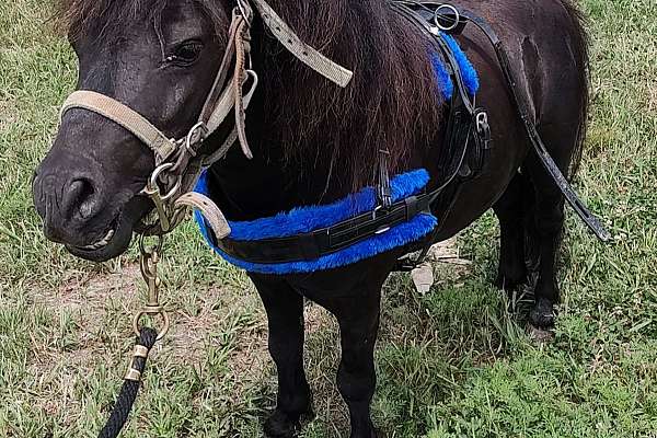 Miniature Friesian for Stud