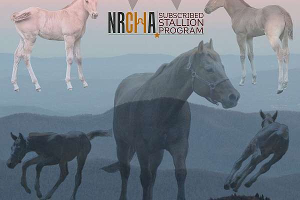 Sun Un Dun, own son of "Mr Sun O Lena”