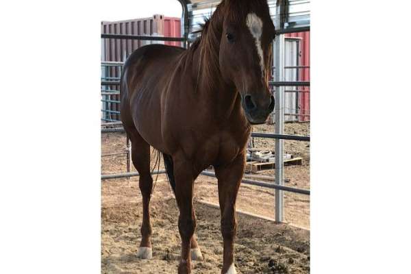 2006 AQHA