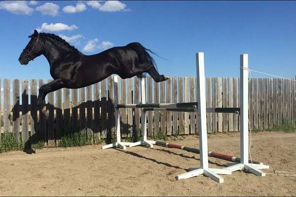 Rare Breed Stallion at Stud