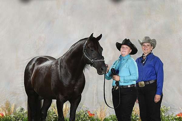 Sr My King Rialto, AQHA Black Stallion