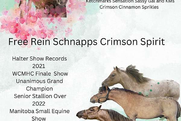 Appaloosa AMHR Stallion At Stud