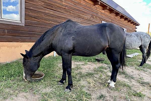 2023 Live Cover Blue Valentine Stallion