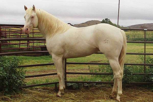 Cremello SON of Frenchmans Guy! 2023 is his first yr at stud.