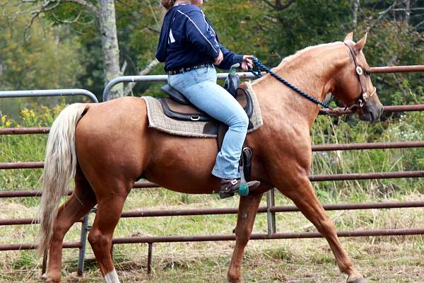 Palomino Sabino Foxtrotter at Stud-Son of Cotton Eyed Joe Y!