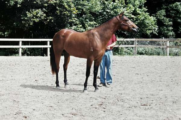 Breeder Stud Wisconsin