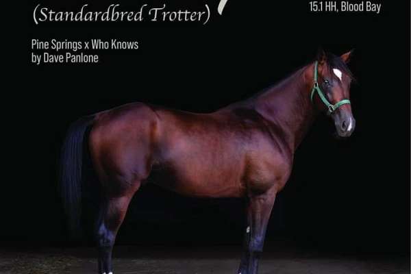 Trotting Standardbred Stallion