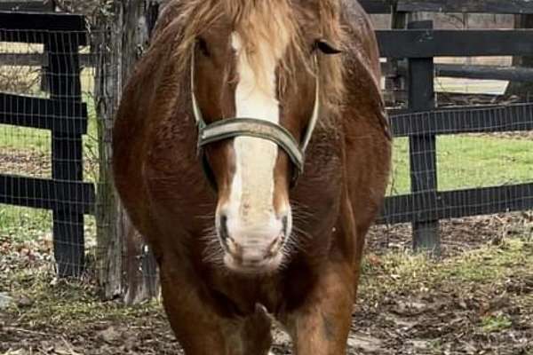Standing at Stud: Blade - 17.1 chestnut Belgian Stallion