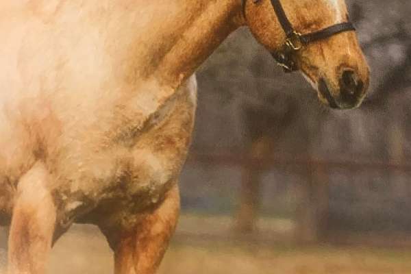 Guys CD, Future Fortunes son of Frenchmens Guy, Maynard, AR