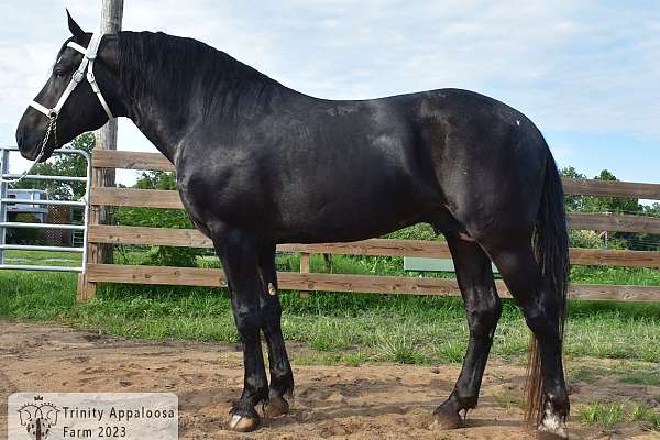 One of a Kind Ee Lplp Undefeated Ashda Stallion