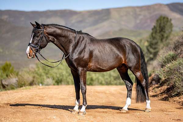 LeGit Westfalen At Stud