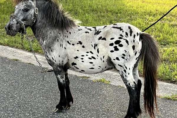 Stunning Spotted Appaloosa