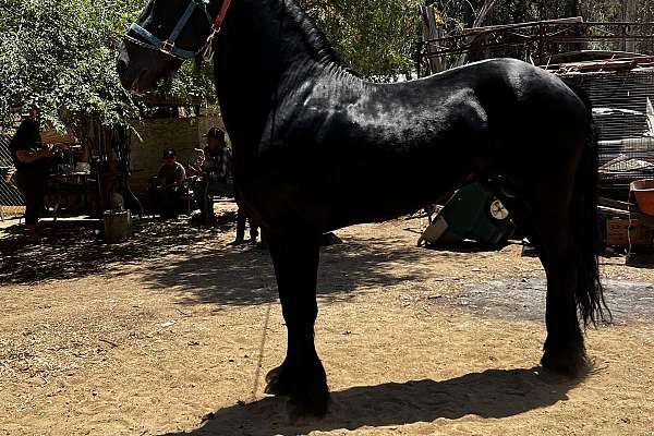 Friesian Stallion Papi Chulo