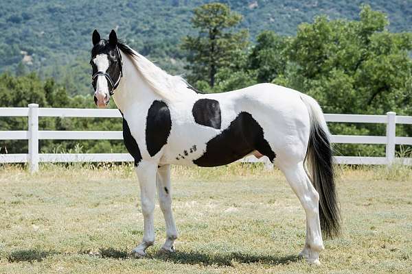 Bontfire XX06 Barock Pinto Studbook Approved Homozygous Tobiano Stallion