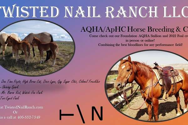 91 % Foundation AQHA Stud