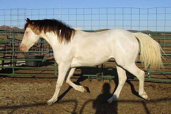 Homozygous Splash Stallion at Stud AQHA/APHA