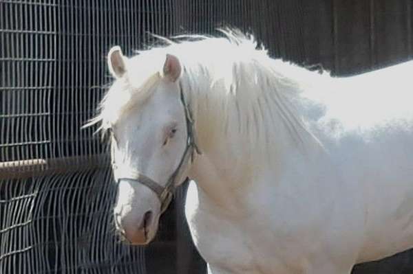Homozygous Splash, Max White, Champion Reining/Performance pedigree