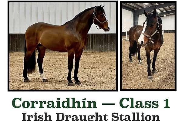 Approved Class 1 Irish Draught Standing at Stud