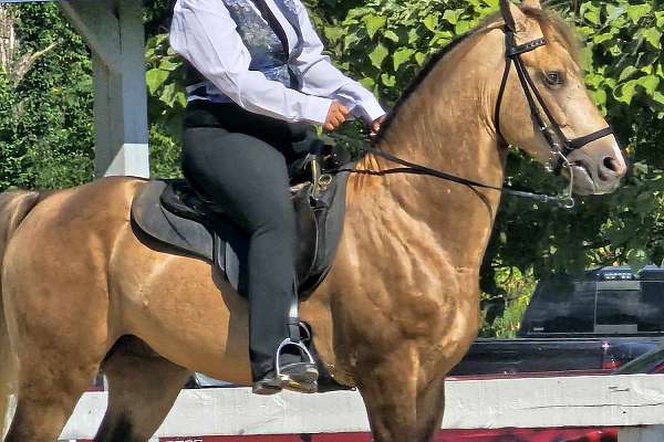 Silver Buckskin Rocky Mountain Stallion: SVR Excalibur's Silver Bullet