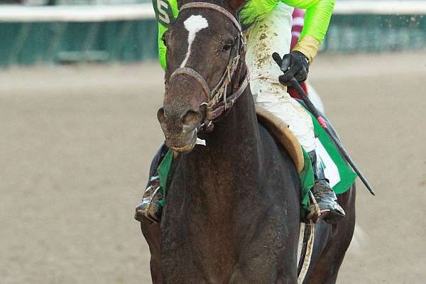 Grade 1 Thoroughbred Winner