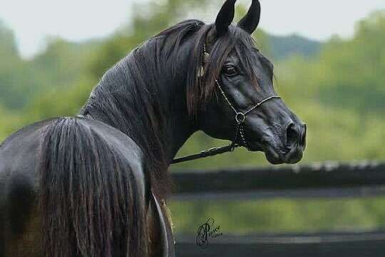 Homozygous Black Straight Egyptian Arabian Stallion
