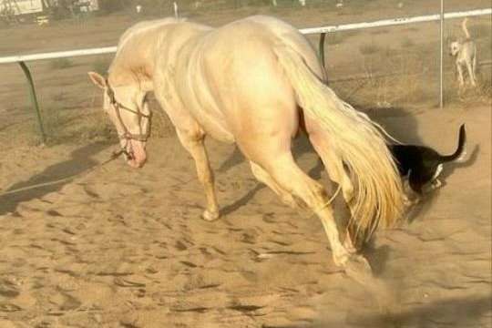 Caballo Cremello