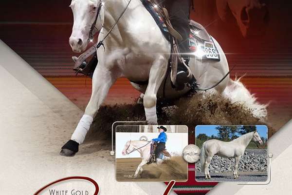 AQHA/NRHA Cremello Stallion