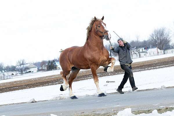 Annie's Legacy Chief