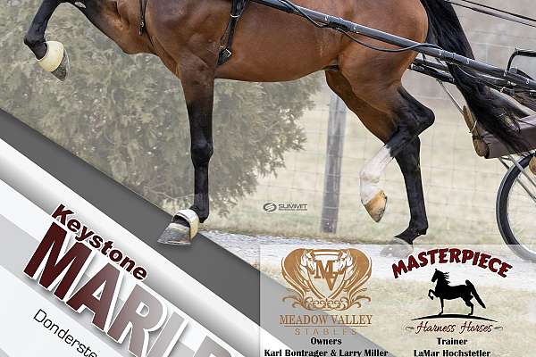 Keystone Marlboro (Dutch Harness Standardbred Cross)