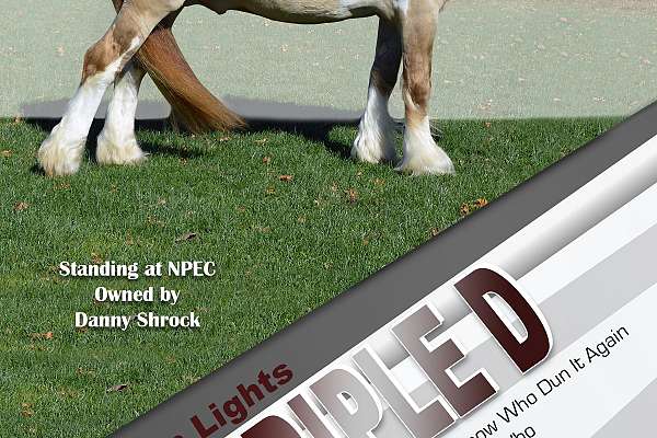 Northern Lights Triple D