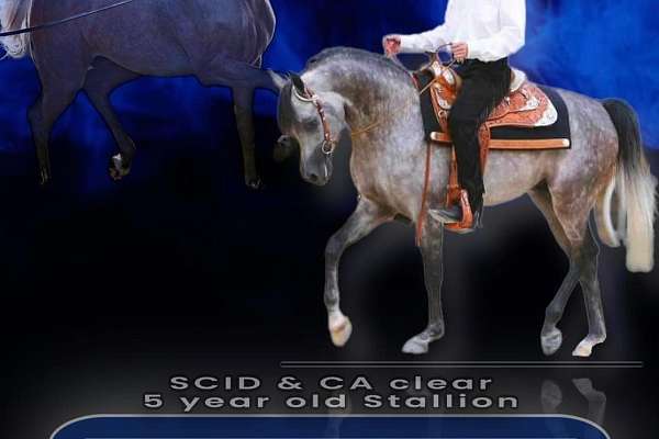 Top Ten National Breeding Stallion