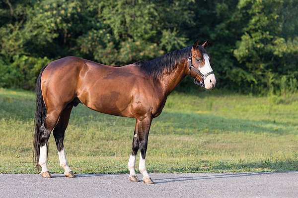 AQHA Cutting Horse Stud - BC Dual Catalyst