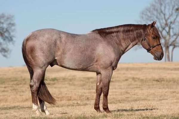 Metallic Everything Stud (Son of Metallic Cat)