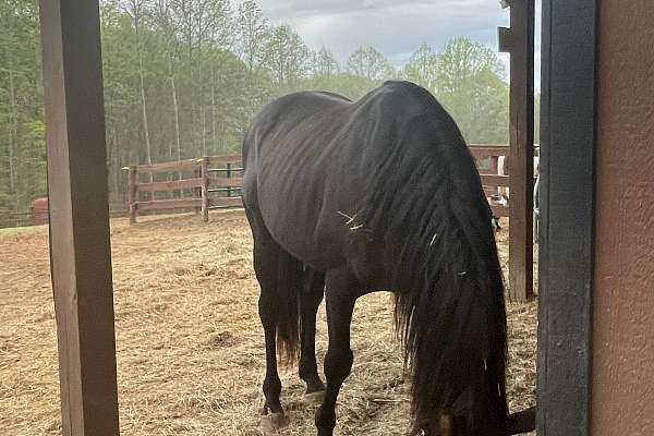 Beautiful TB Stallion - Jockey Club