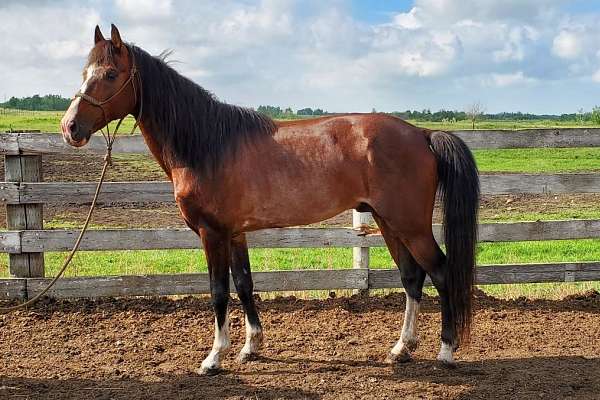 Stunning Bay Sabino Missouri Fox Trotter Stallion